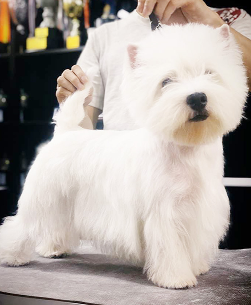 Paws Nation Westie