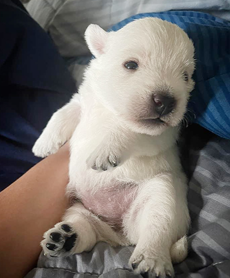Paws Nation Westie