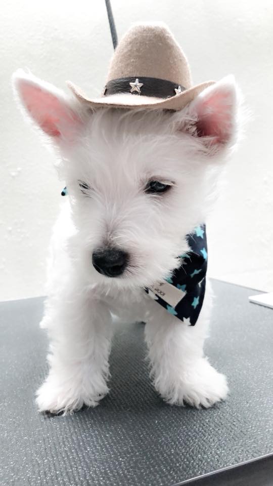 Paws Nation Westie
