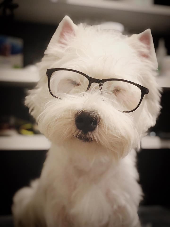 Paws Nation Westie