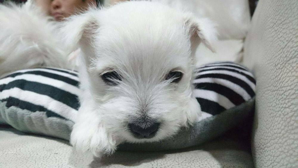 Paws Nation Westie