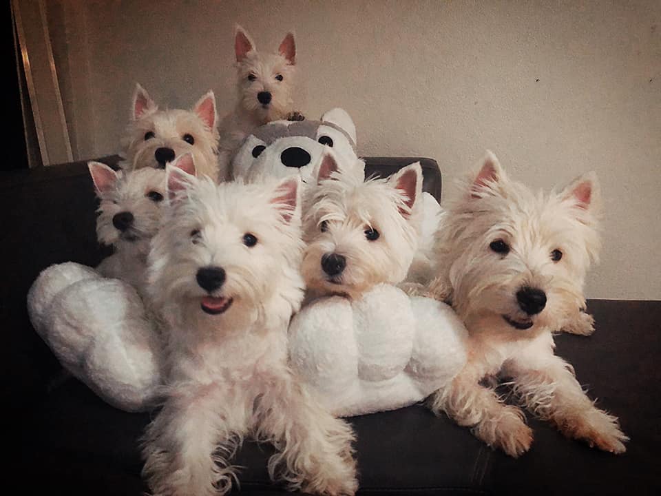 Paws Nation Westie
