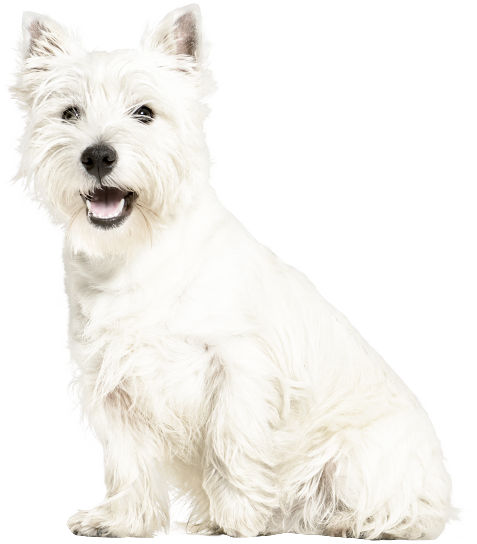 Paws Nation Westie